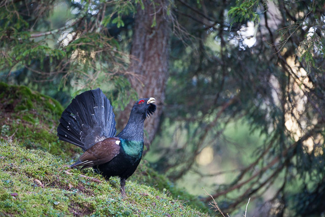 Grand tétras – photos-nature.ch